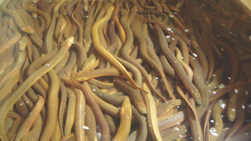 Cuchia, boon for Jhenidah families | The Daily Star