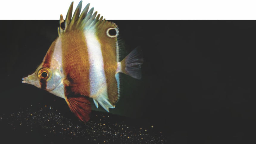 Newly discovered animal species | The Daily Star