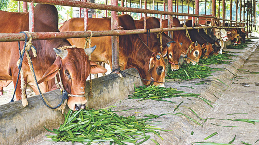 From the farm | The Daily Star