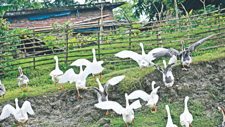 Where goose rearing a tradition | The Daily Star