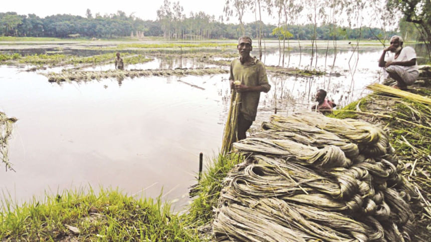 Jute retting pollutes rivers, canals, ponds | The Daily Star