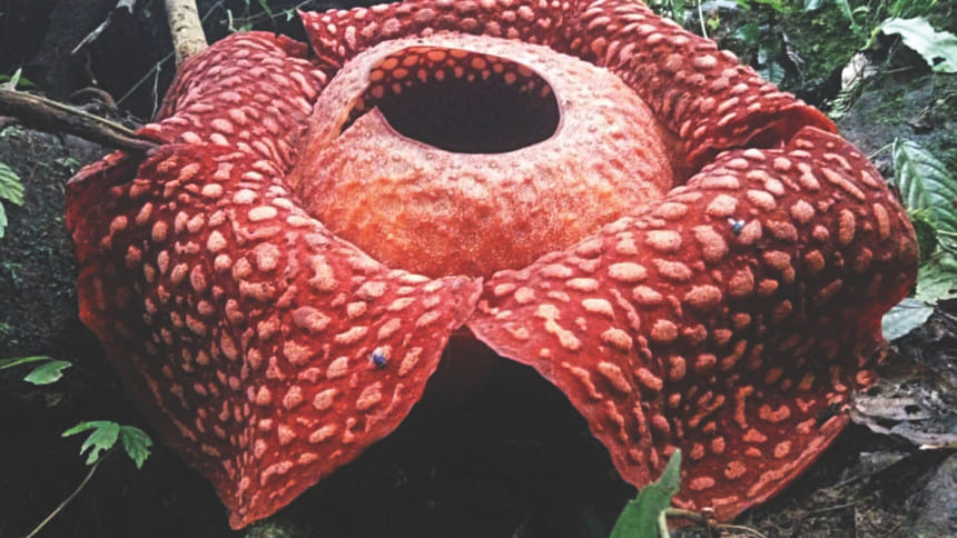 The largest flower of the World | The Daily Star