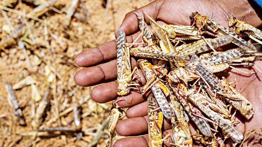 Locust brings India, Pak closer | The Daily Star