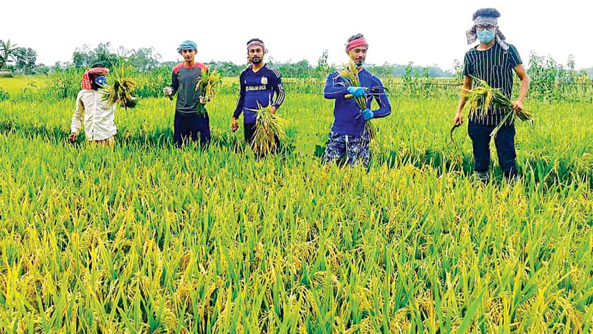 Boro Harvest in Sylhet: People from all walks of life join farmers ...