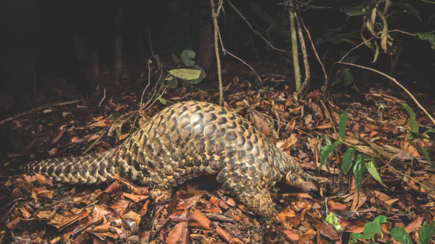 The Pangolin | The Daily Star