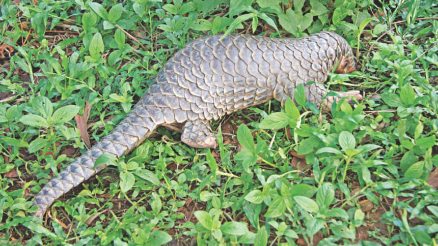 Nature Quest: The scaly strange thing | The Daily Star