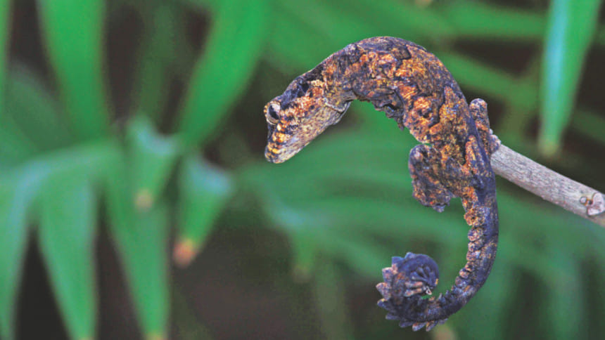 Nature Quest: Lizard with in-built parachute | The Daily Star