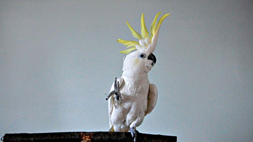 Cockatoos love to dance like humans | The Daily Star