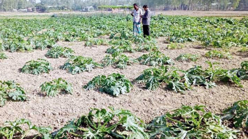 Squash farming sees success in Gaibandha | The Daily Star