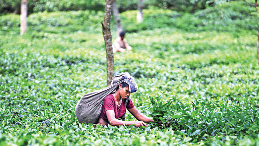 Tea auction for this year finally kicks off today | The Daily Star