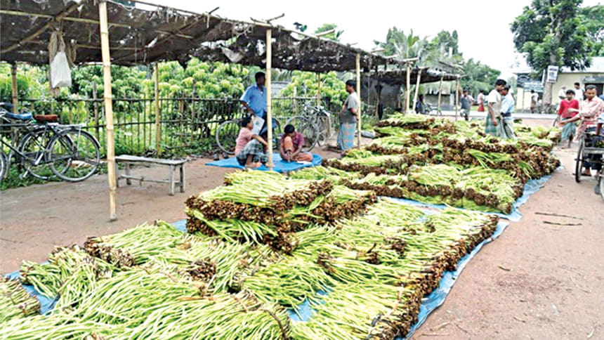 Taro stolon a boon for Joypurhat farmers | The Daily Star