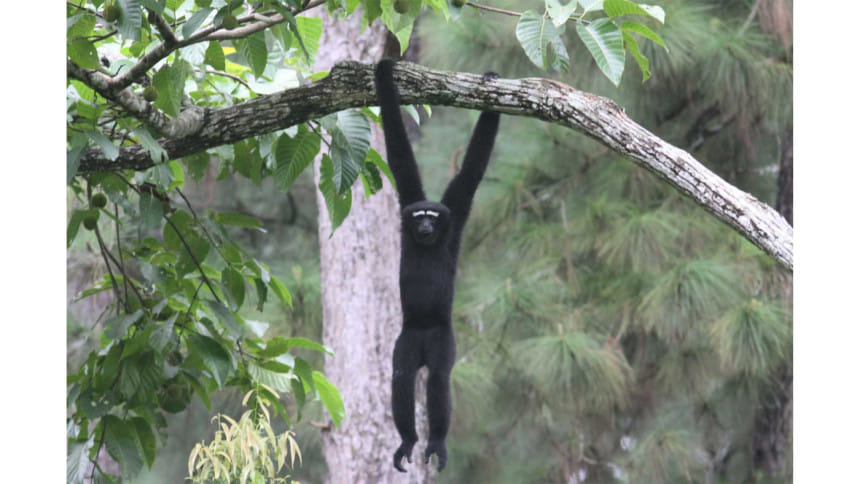 Good news for gibbons | The Daily Star