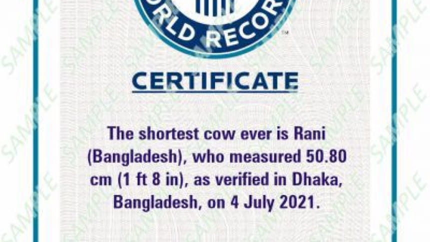 Guinness posthumously recognises Rani as world’s shortest cow | The ...
