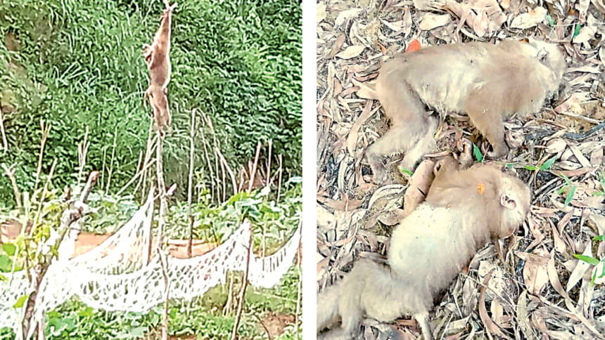 Poisoned, in their habitat | The Daily Star
