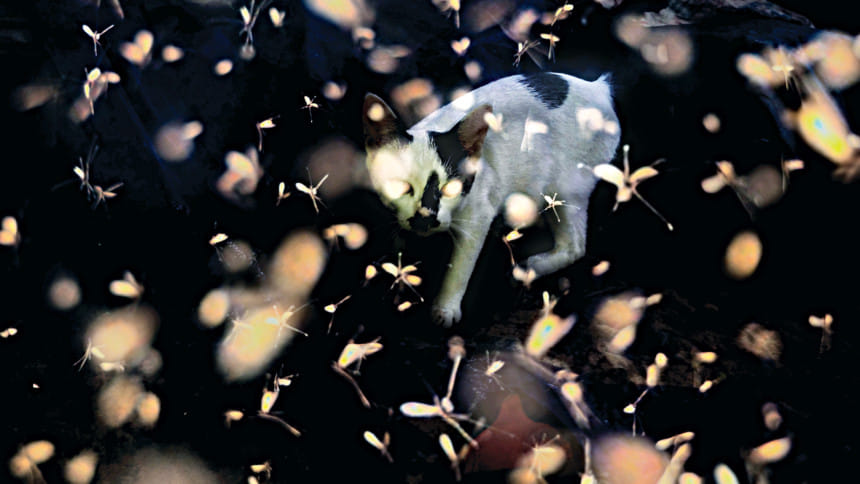 CREATURE COLOUR | The Daily Star