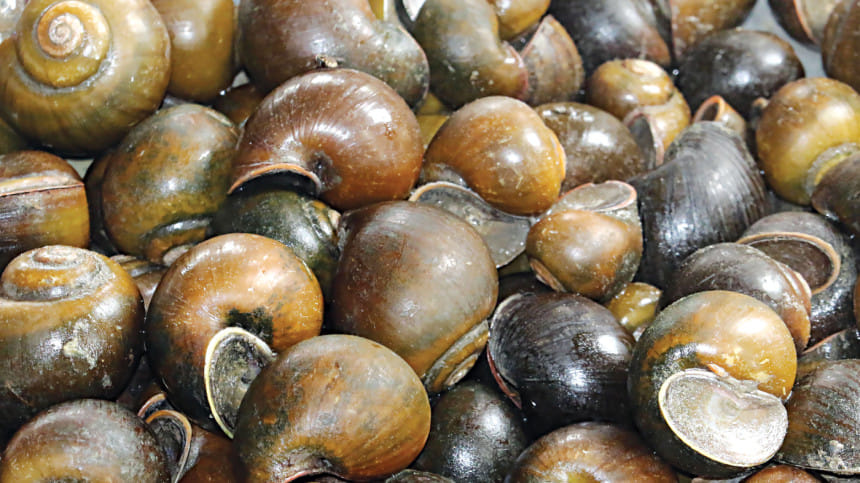 Commercial snail farming gains pace | The Daily Star