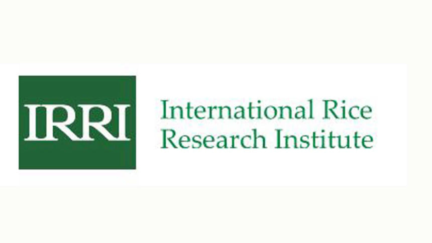 Researchers identify high-yield rice varieties | The Daily Star