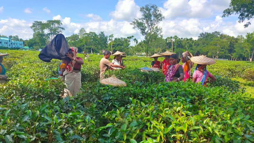 Tea auction begins in Ctg tomorrow | The Daily Star