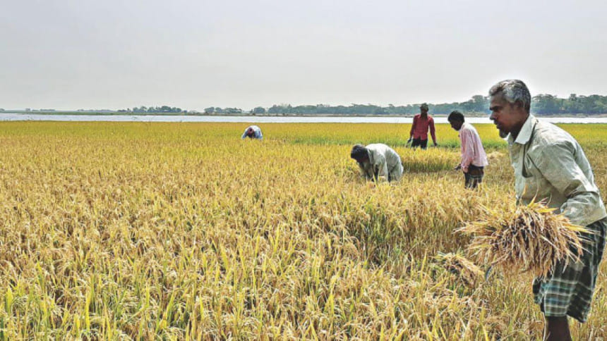 Nationwide Boro procurement begins | The Daily Star