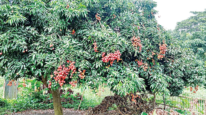 Litchi production to hit record high | The Daily Star