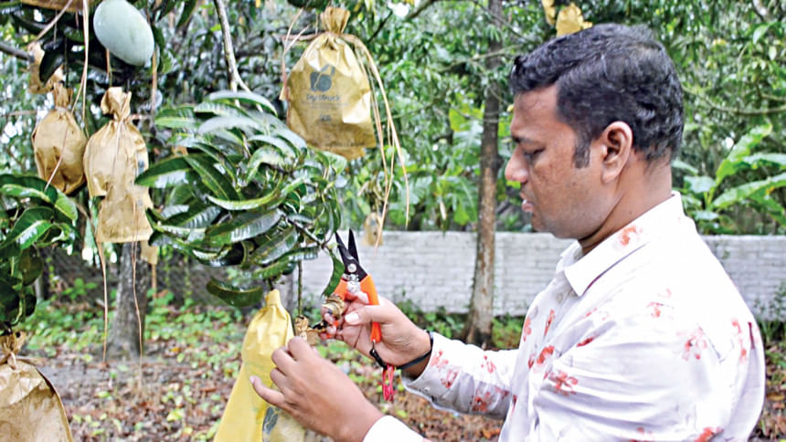 Ashwina mangoes now winning hearts | The Daily Star