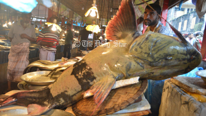 Critically endangered 150kg Baghair being sold openly in Sylhet | The ...