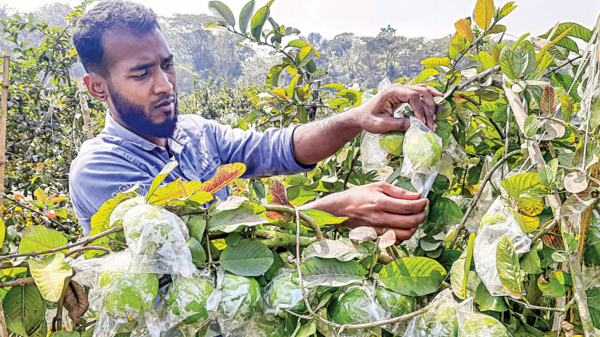 Thai guava cultivation bringing success to many in Bangladesh | The ...