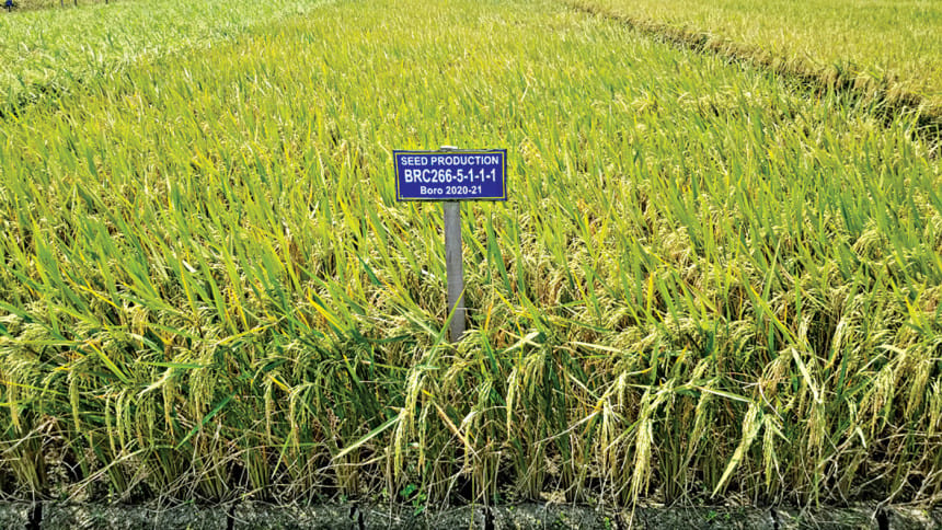 High-yielding rice offers new hope | The Daily Star