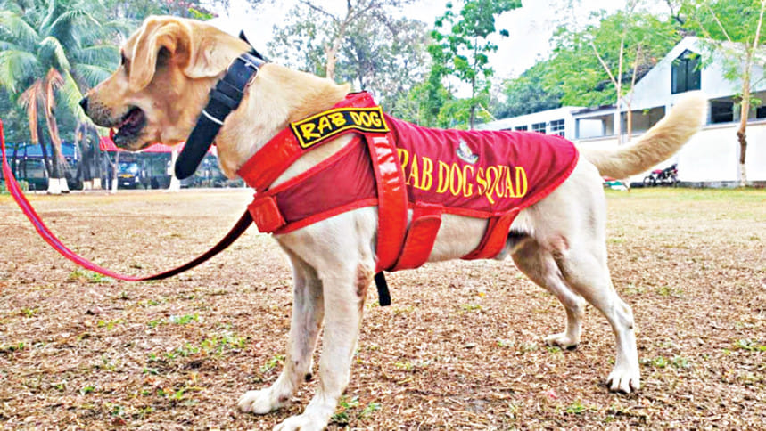 Dog awarded for heroic service | The Daily Star