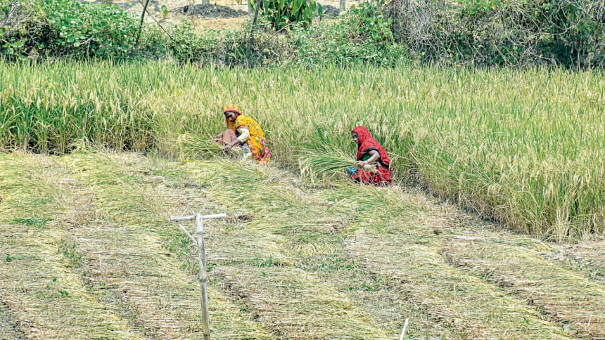 Boro Procurement: Govt set to buy16.5 lakh tonnes in 4-month drive ...