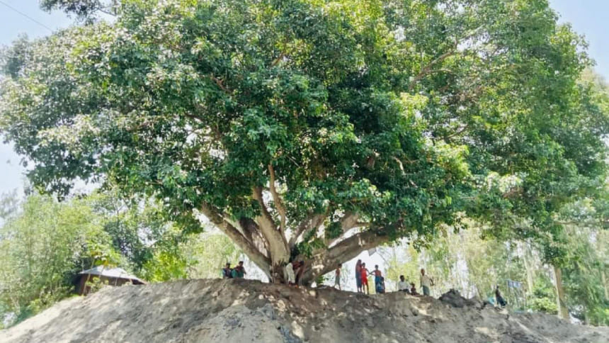 To save a Banyan tree | The Daily Star