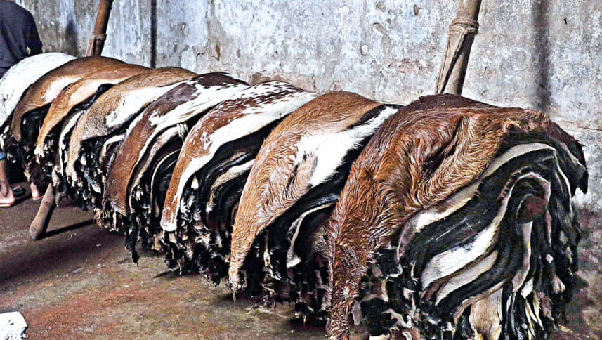 Goat hides going for as little as Tk 10 | The Daily Star