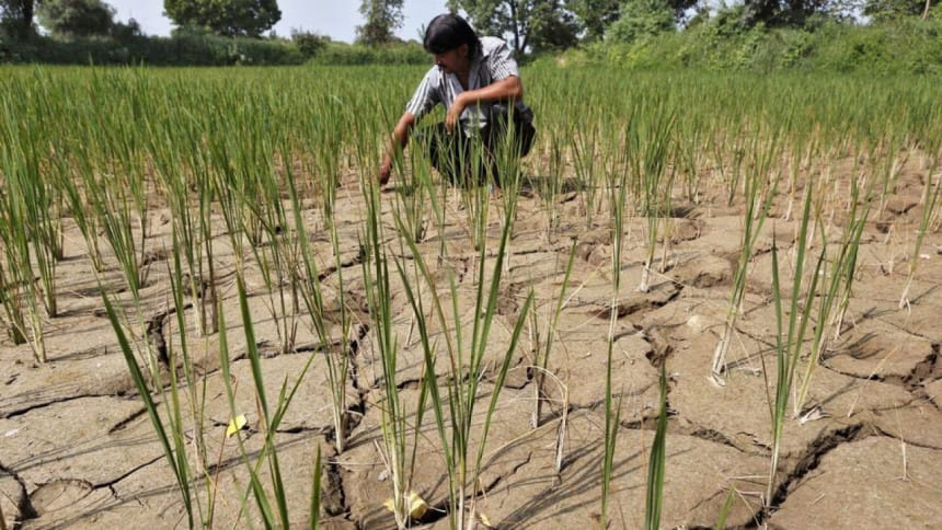 India's summer-sown crop planting lags on uneven monsoon rains | The ...