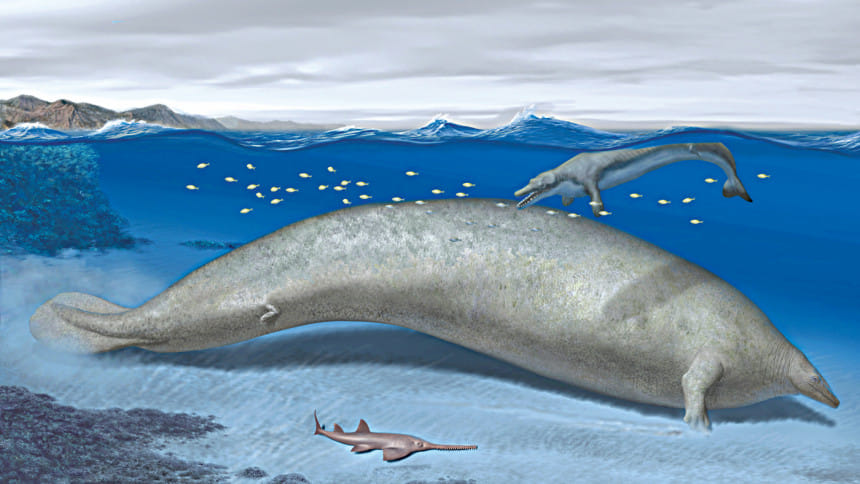 Massive ancient whale fossil discovered in Peru | The Daily Star