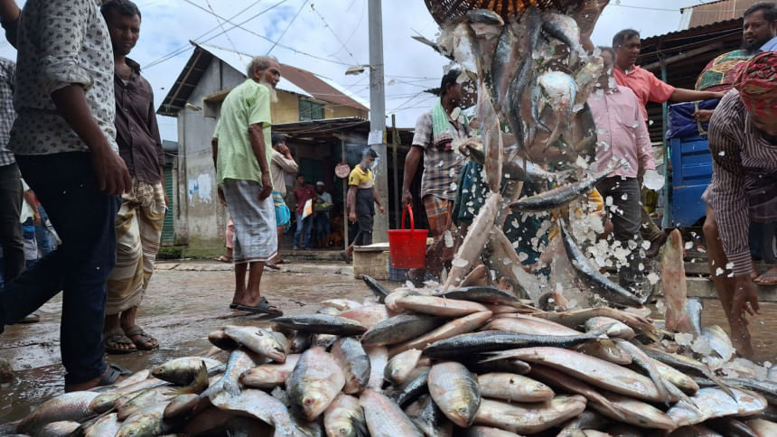 Barishal markets glutted with hilsa from sea | The Daily Star