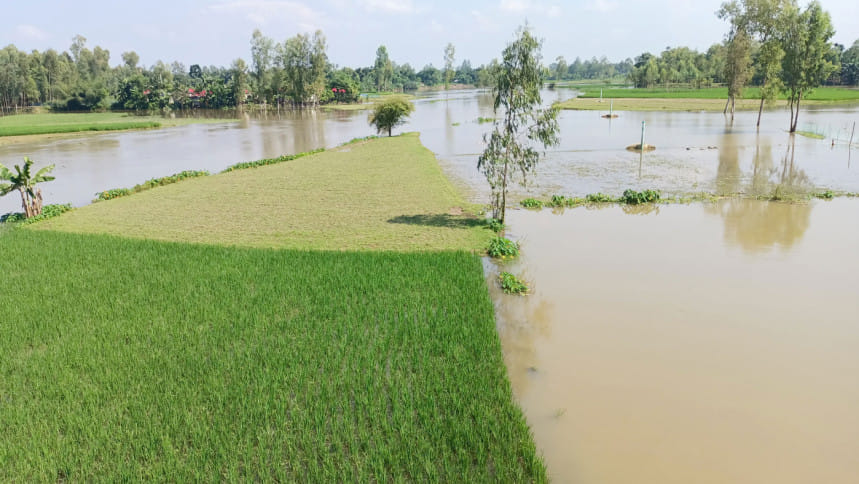 2,000 hectares of Aman fields flooded | The Daily Star