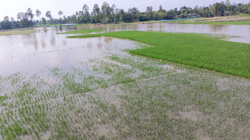 2,000 hectares of Aman fields flooded | The Daily Star