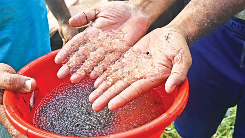 Mother fish release sample eggs in Halda | The Daily Star