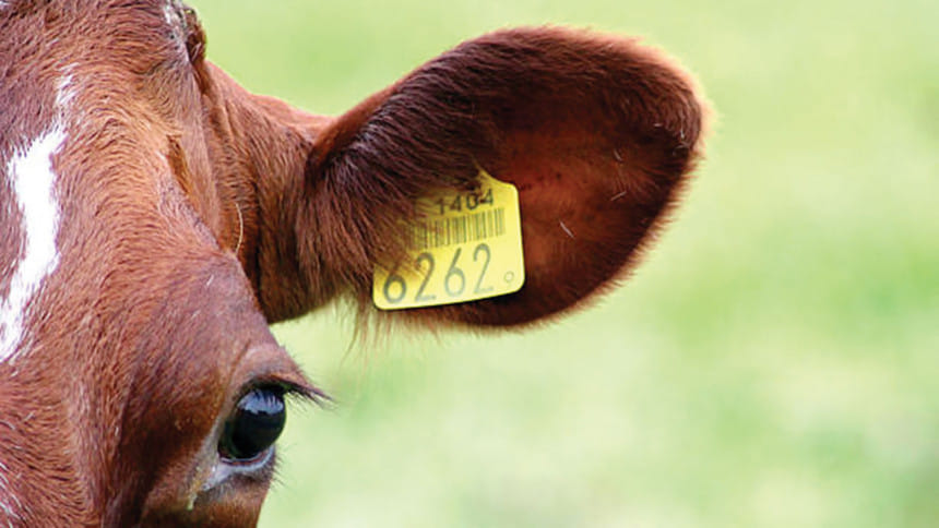 Barcoded Animals for Qurbani | Cattle to have barcodes | The Daily Star