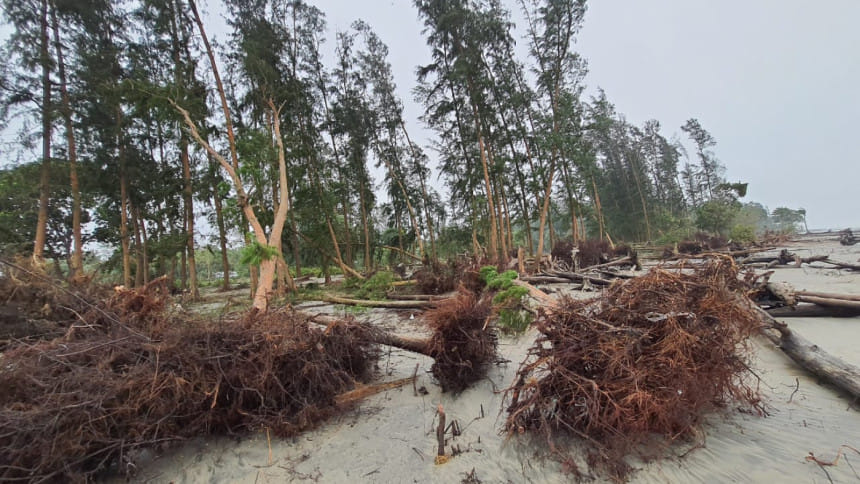 Cyclone Remal Destruction: 2cr trees on Patuakhali, Barguna forest land ...