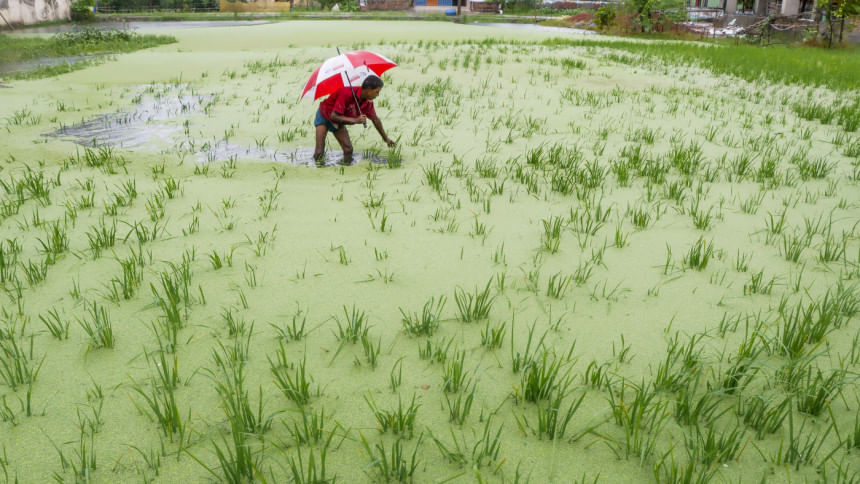 Incessant rain floods new areas in Khulna, devastates Aman paddy fields ...