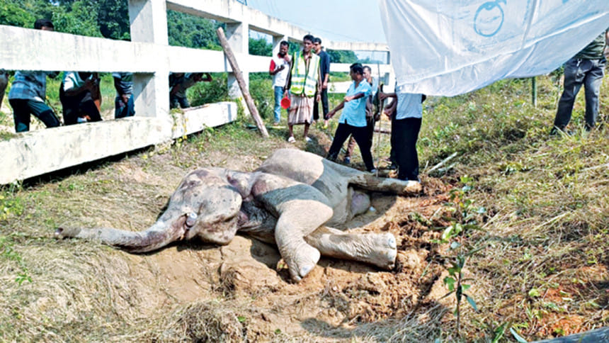 Struck by train, elephant injured inside sanctuary | The Daily Star