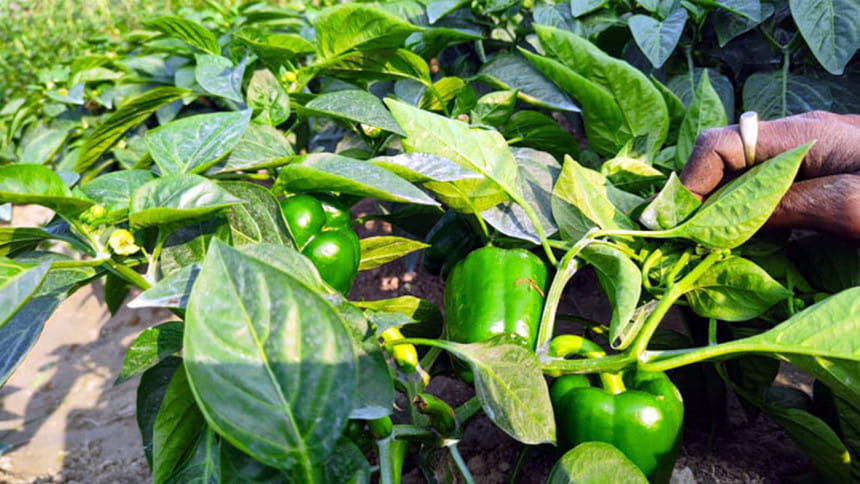 Barishal Region: Capsicum cultivation gaining ground | The Daily Star