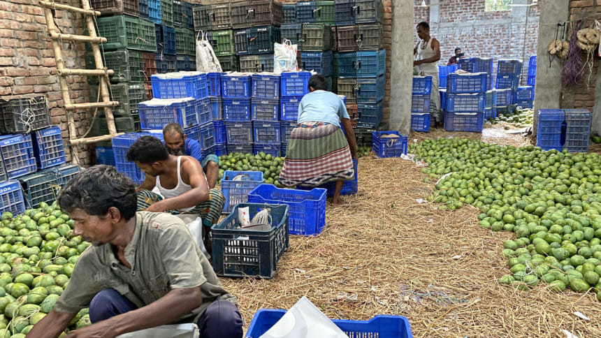 Mango trade thrives in Rajshahi amid Eid holidays | The Daily Star