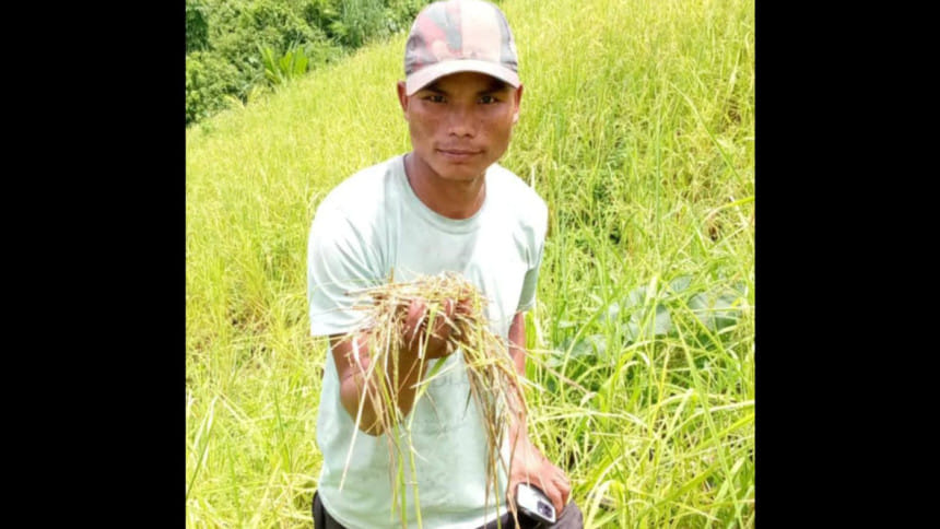 Rat infestation in Sajek jhum fields sparks fears of food shortage ...