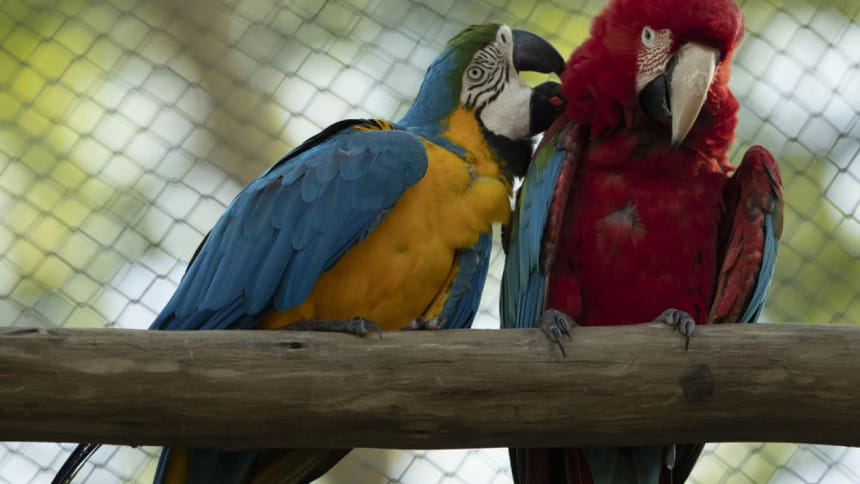Last wild Macaw in Rio is lonely and looking for love | The Daily Star