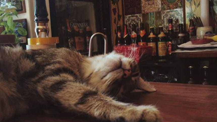 A sneak-peak into the British cat pub | The Daily Star