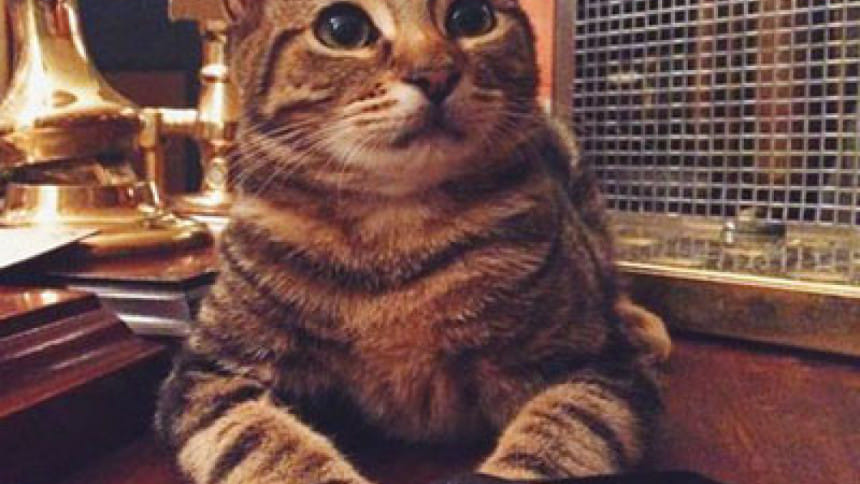 A sneak-peak into the British cat pub | The Daily Star