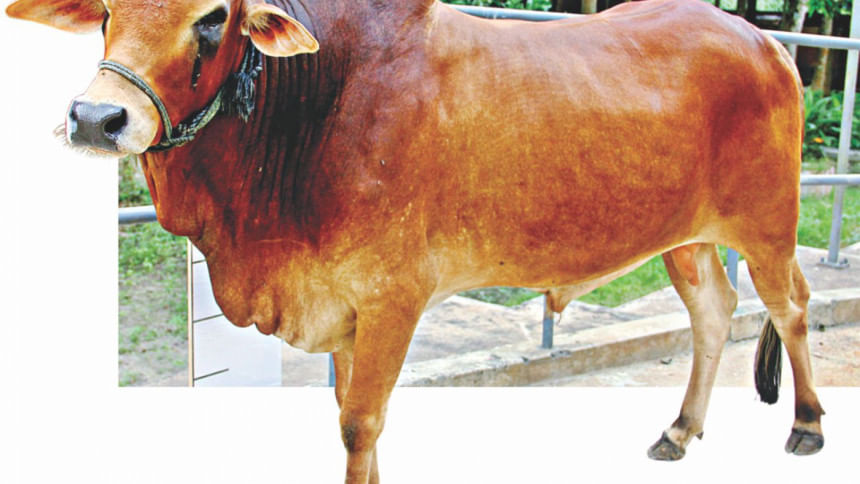 Bangladesh's Cattle tales | The Daily Star