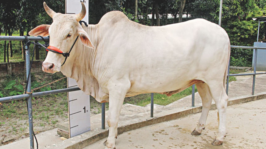 Bangladesh's Cattle tales | The Daily Star